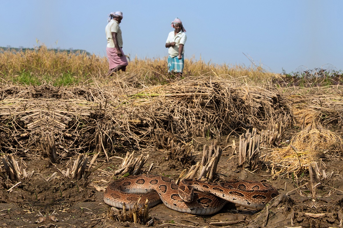 Regional Action Plan for prevention and control of snakebite envenoming ...
