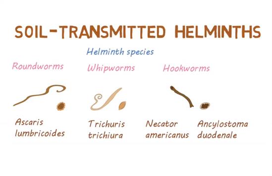 Soil-transmitted helminthiases -- GLOBAL