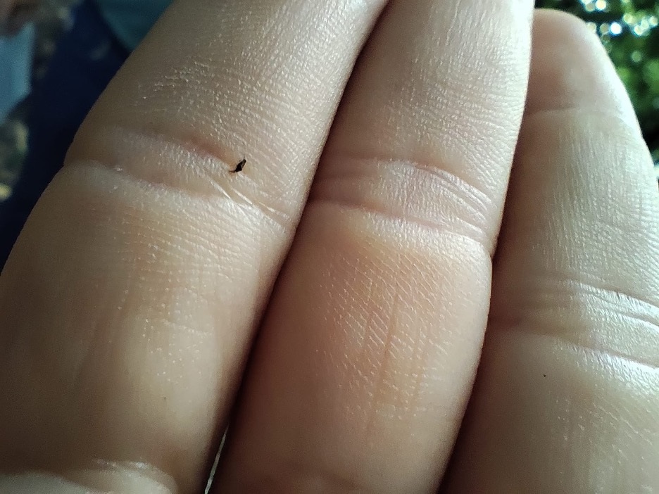 Oropouche virus disease