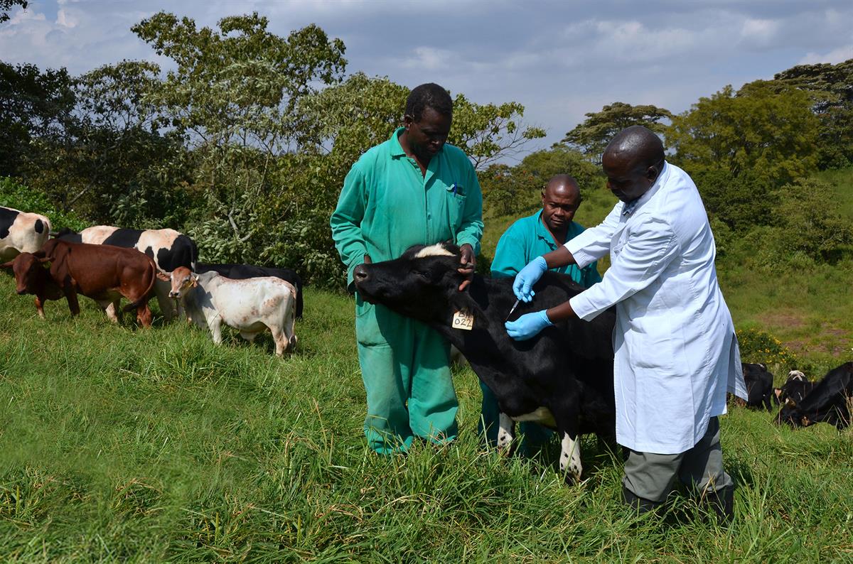 Increasing the adoption of animal vaccines to address livestock losses ...