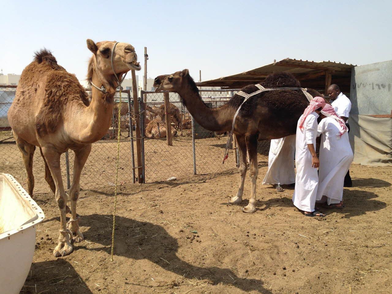 MERS Outbreak Toolbox