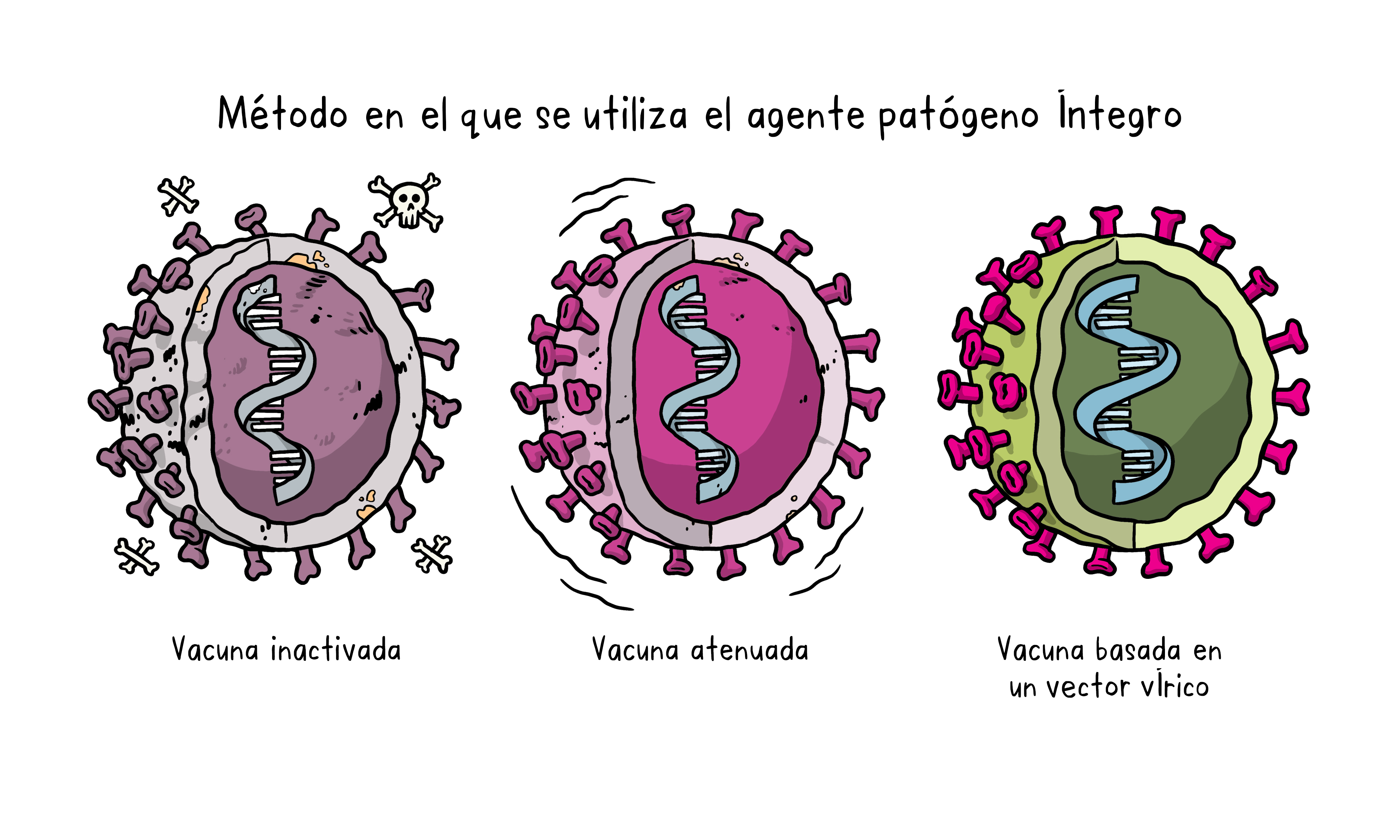 Los distintos tipos de vacunas que existen