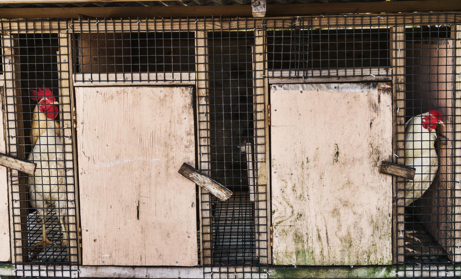 Avian and other zoonotic influenza